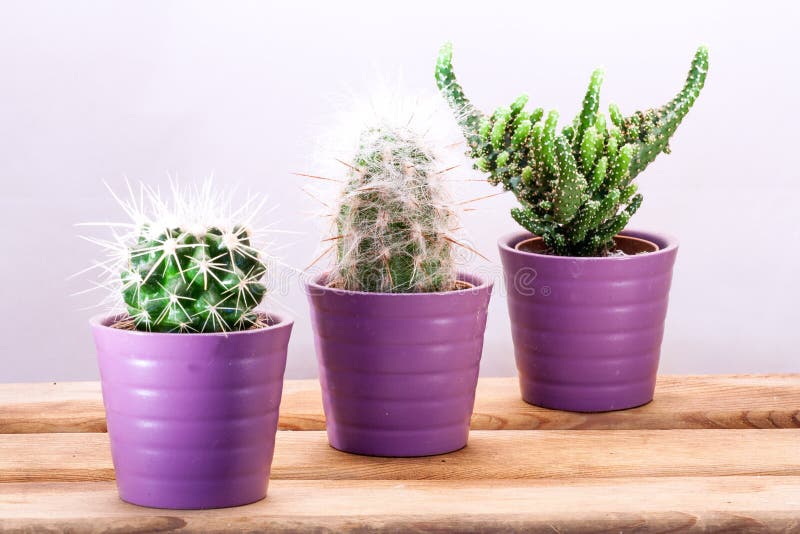 Three cacti in a row. stock photo. Image of cactus, formal - 64169218
