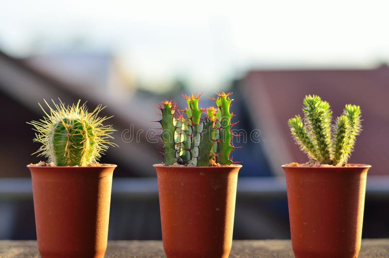 Three cactus stock photo. Image of houseplants, macro - 35490888