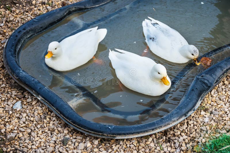Three White Call Ducks in a Little Pond Stock Photo - Image of hunting ...