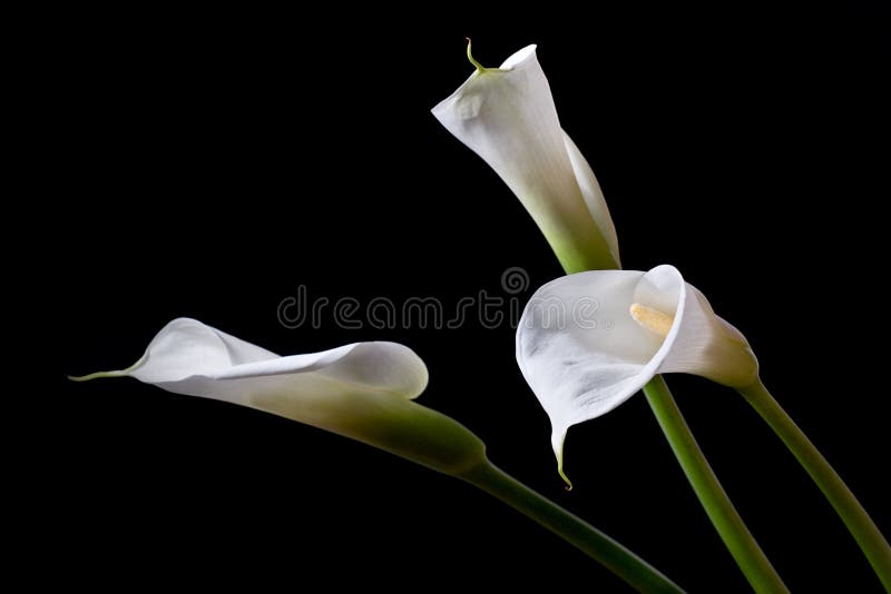 Black & White Calla Lilies Stock Photo - Image of black, bunch: 2441974