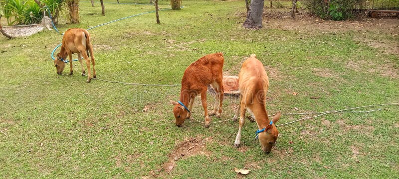 Three Calves are Enjoying Fresh Grass in the Yard Stock Photo - Image ...