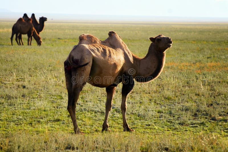 Three camel in mongolia stock image. Image of hill, environment - 26806887