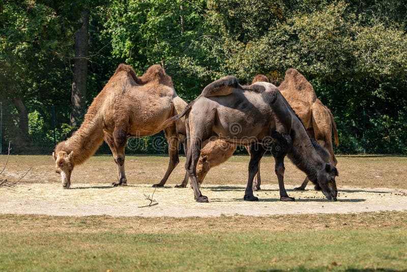 Three Camels are Eating Grass in a Field Stock Photo - Image of summer ...