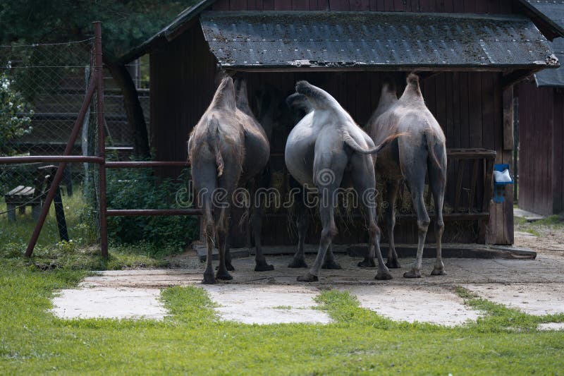 Three Camels Eating Hay from a Feeding Trough Stock Image - Image of ...