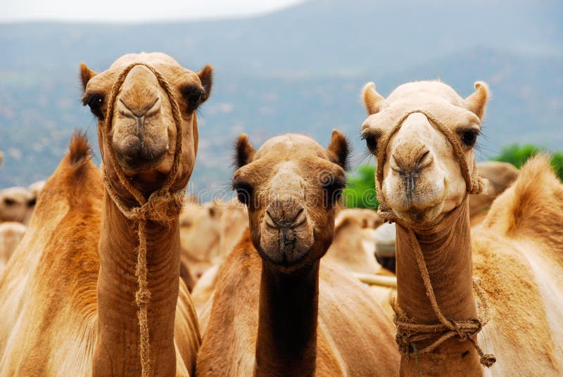 Three camels in Ethiopia stock image. Image of camel - 16297619