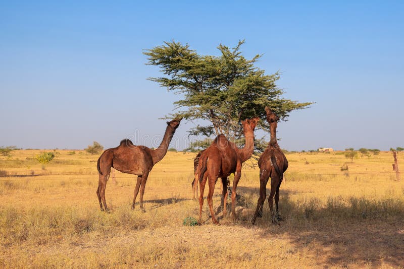 Three Camels are Feeding on Single Tree in Rajasthan , India Thar ...