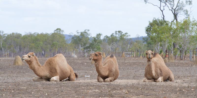 Three camels stock photo. Image of animal, asian, heads - 5194556