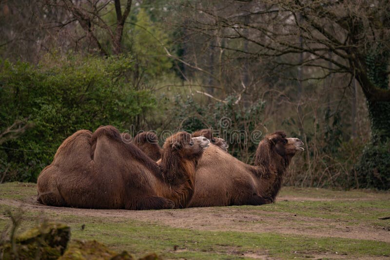 Three Camels Lying Down and Ruminating. Camelus Dromedarius Stock Photo ...