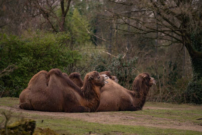 Three Camels Lying Down and Ruminating. Camelus Dromedarius Stock Image ...