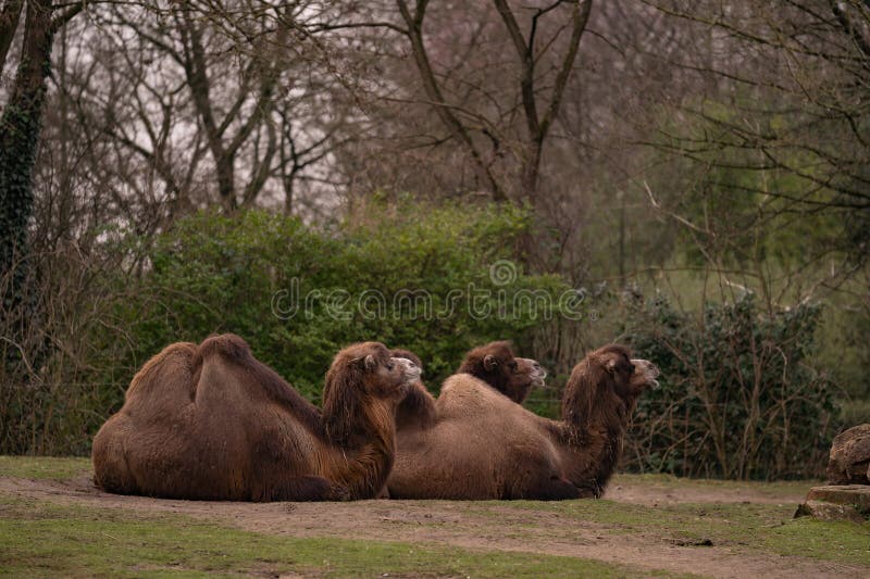 Three Camels Lying Down and Ruminating. Camelus Dromedarius Stock Image ...