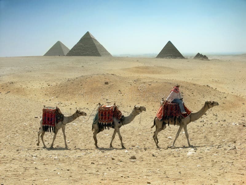 Three camels and pyramids stock photo. Image of domestic - 7701640
