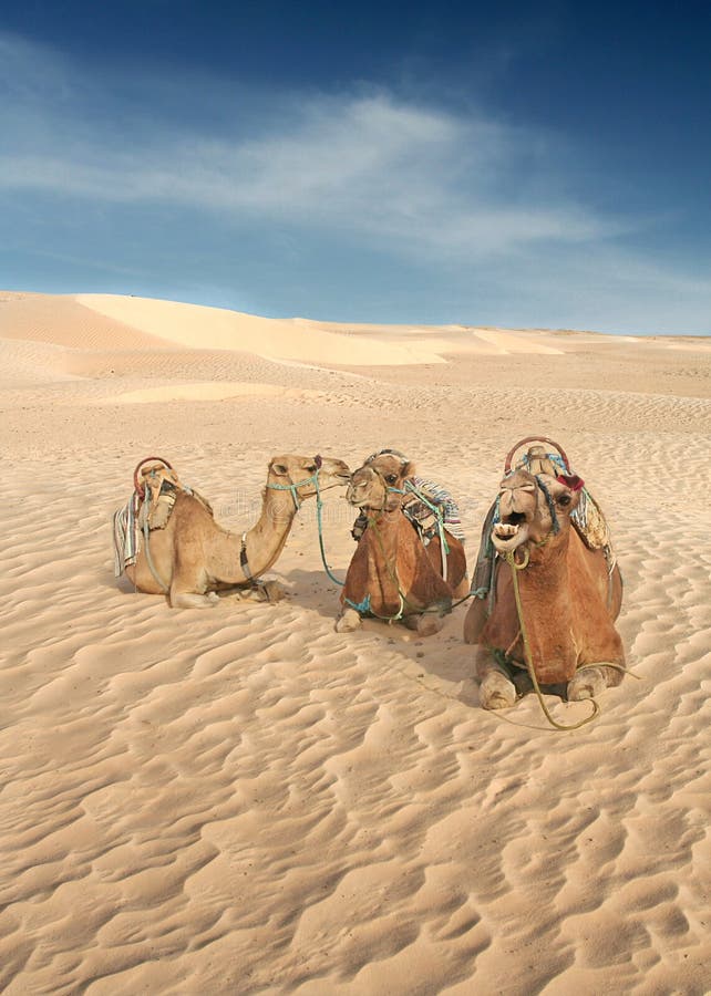 Three Camels in the Sahara stock image. Image of nature - 7487861