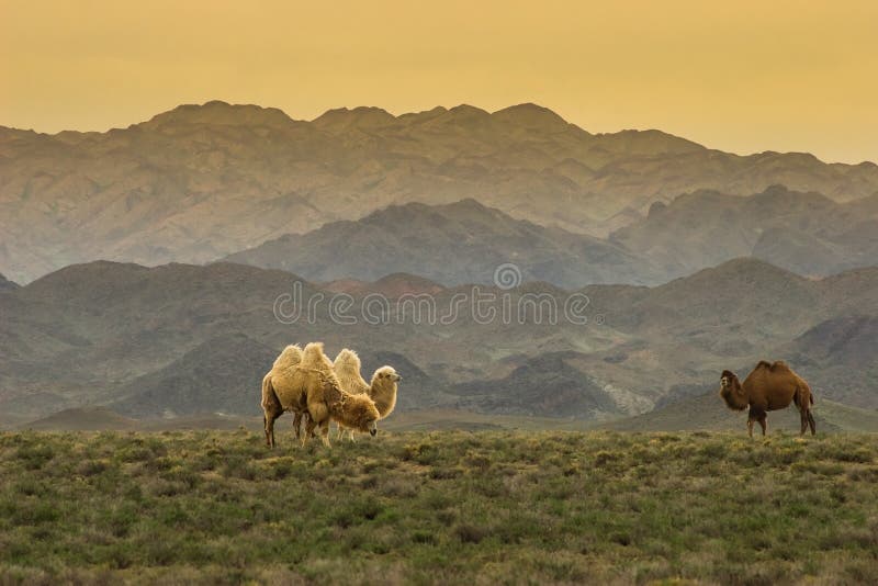 Three Camels stock image. Image of agriculture, wilderness - 31890479