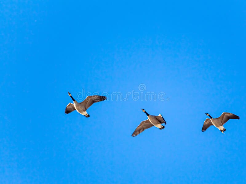 Three Canada Geese Fly in a Solid Blue Sky Stock Image - Image of avian ...