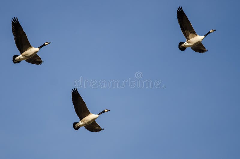 Three Canada Geese Flying in a Blue Sky Stock Image - Image of animal ...