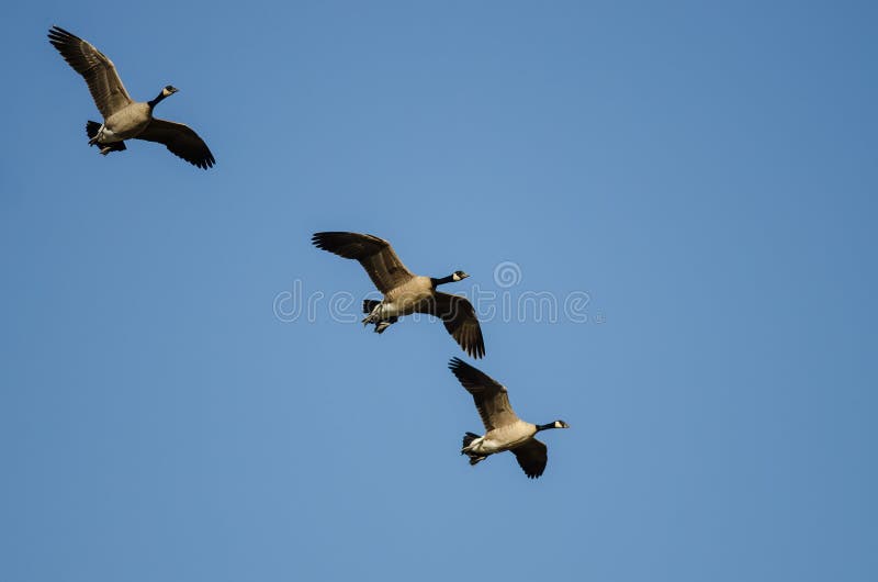 Three Canada Geese Flying in a Blue Sky Stock Photo - Image of soaring ...
