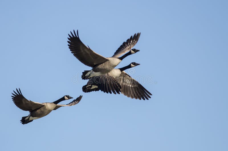 Three Canada Geese Flying in a Blue Sky Stock Image - Image of wildlife ...