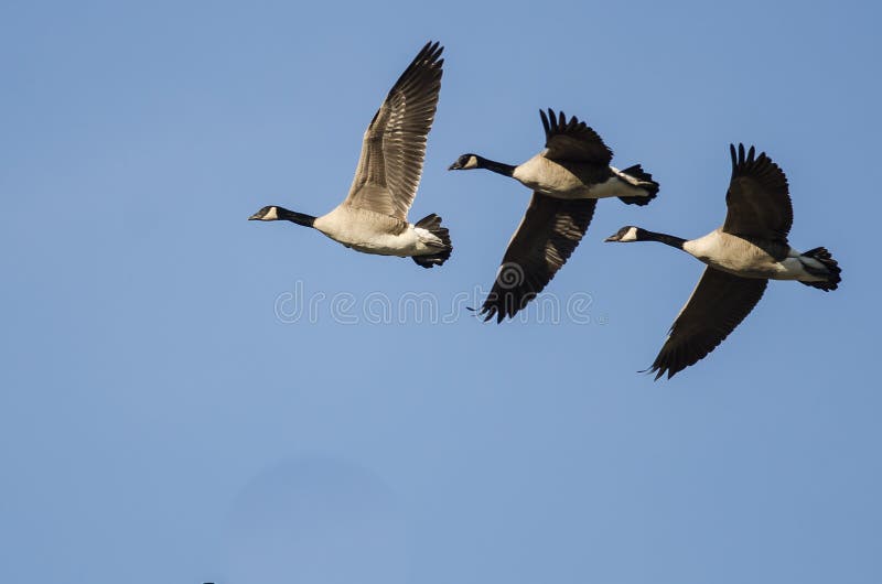 Three Canada Geese Flying in a Blue Sky Stock Image - Image of soaring ...