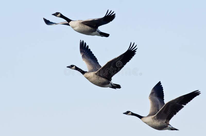 Three Canada Geese Flying in a Blue Sky Stock Photo - Image of black ...