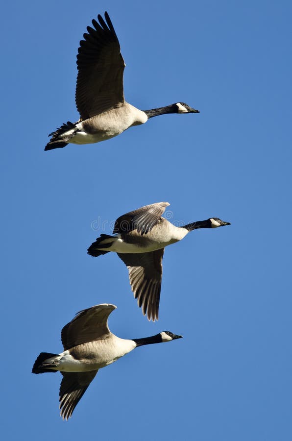 Three Canada Geese Flying in a Blue Sky Stock Image - Image of goose ...