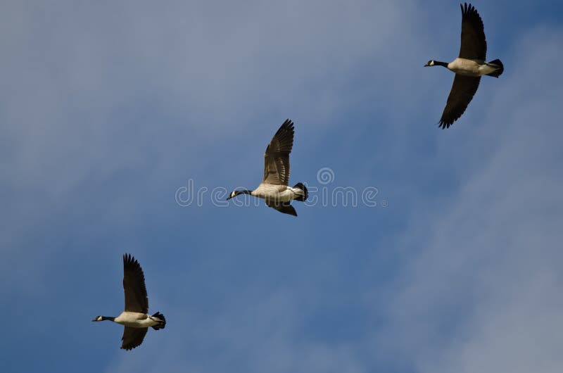 Three Canada Geese Flying in a Blue Sky Stock Photo - Image of north ...