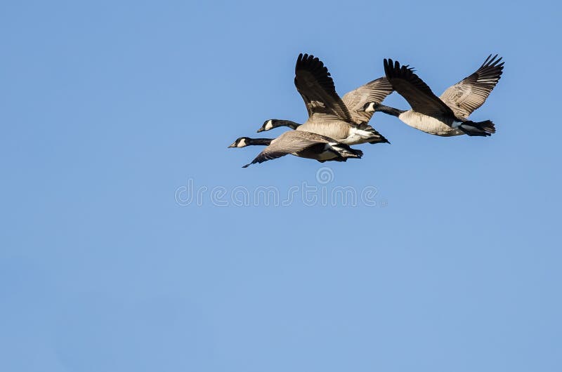 Three Canada Geese Flying in a Blue Sky Stock Photo - Image of wild ...