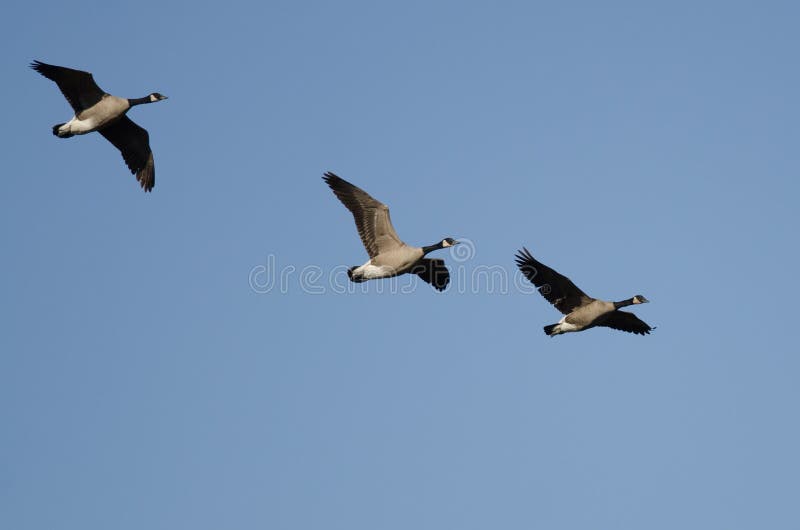 Three Canada Geese Flying in a Blue Sky Stock Image - Image of clear ...