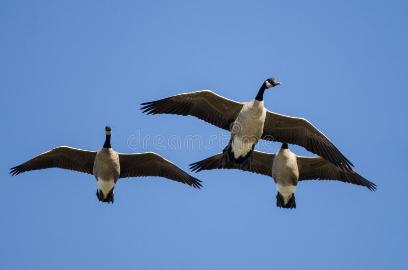 Three Canada Geese Flying in a Blue Sky Stock Image - Image of black ...