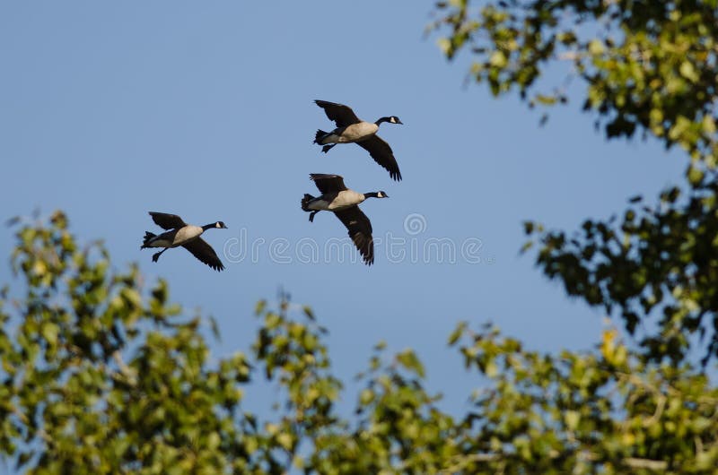 Three Canada Geese Flying Past the Autumn Trees Stock Image - Image of ...