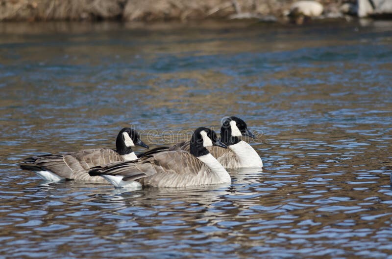 Three Canada Geese Swimming in the Blue Water Stock Image - Image of ...