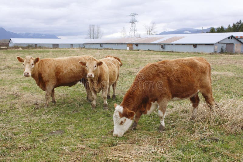 Three Canadian Dairy Cows stock image. Image of brown - 23940459