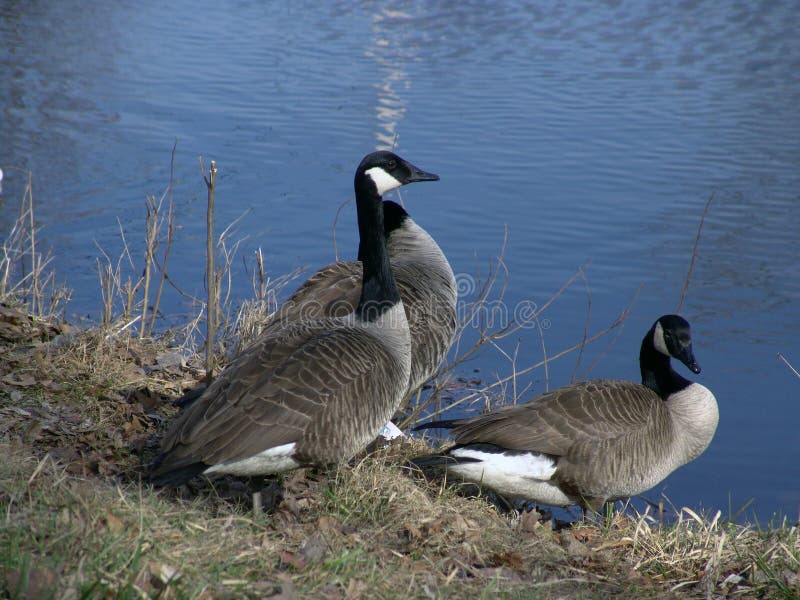 Three Canadian Geese stock image. Image of pond, birds - 102713