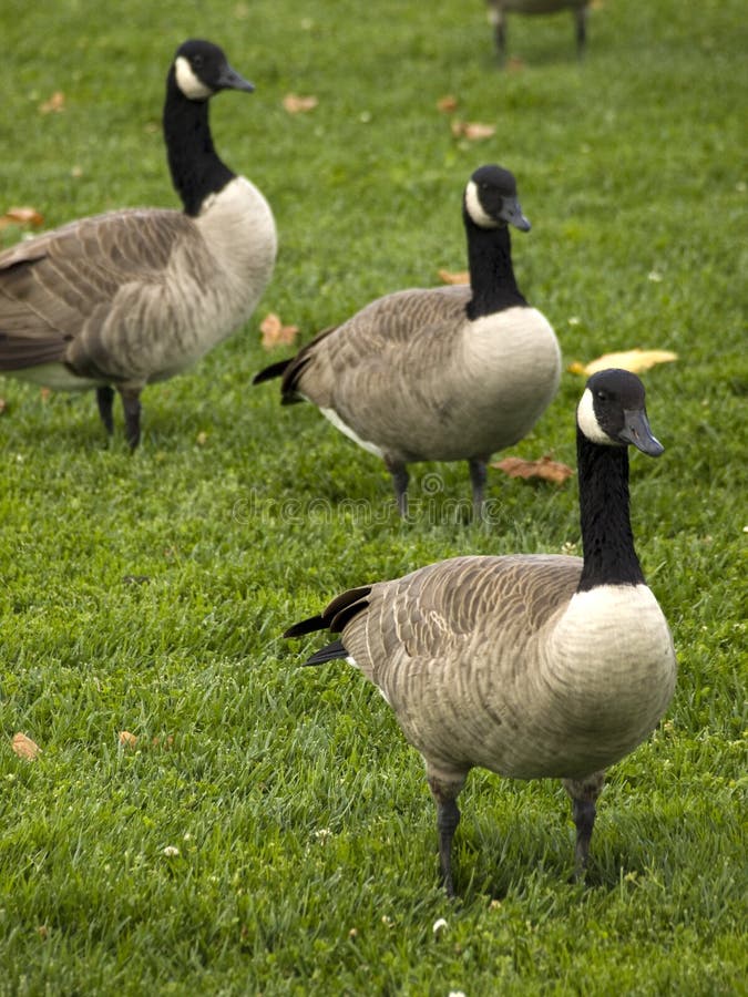 Three Canadian Geese stock image. Image of three, water - 98303