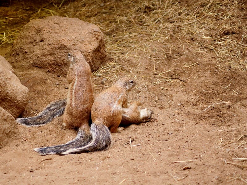 Three cape ground squirrel stock photo. Image of back - 33063458