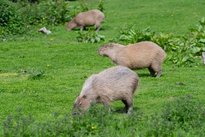 Three Capybaras stock image. Image of guinea, river, body - 36378769