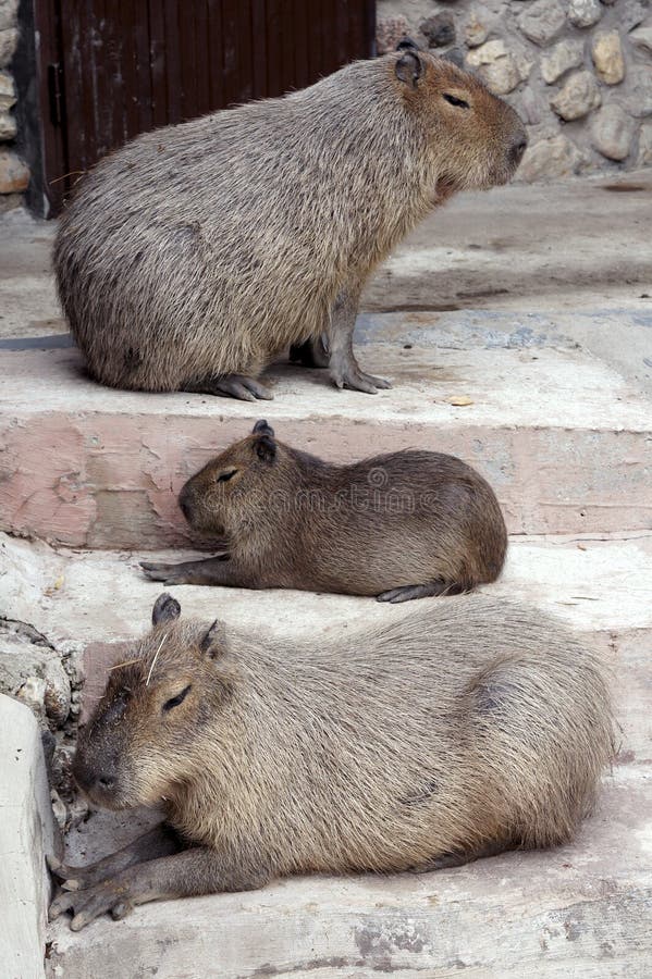 Three Capybaras stock image. Image of guinea, river, body - 36378769