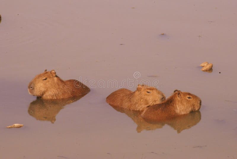 Three Capybaras Floating on the River. Stock Photo - Image of capybara ...