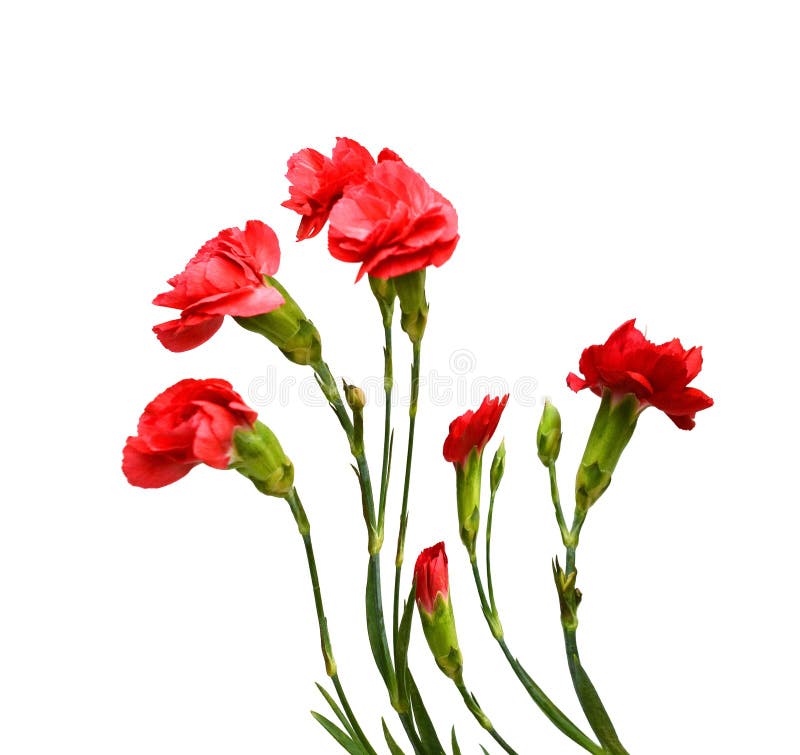 Three carnation flowers stock photo. Image of pretty - 90506710