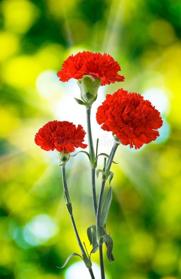 Three Red Carnations Tied with St. George Ribbon on Black Background ...