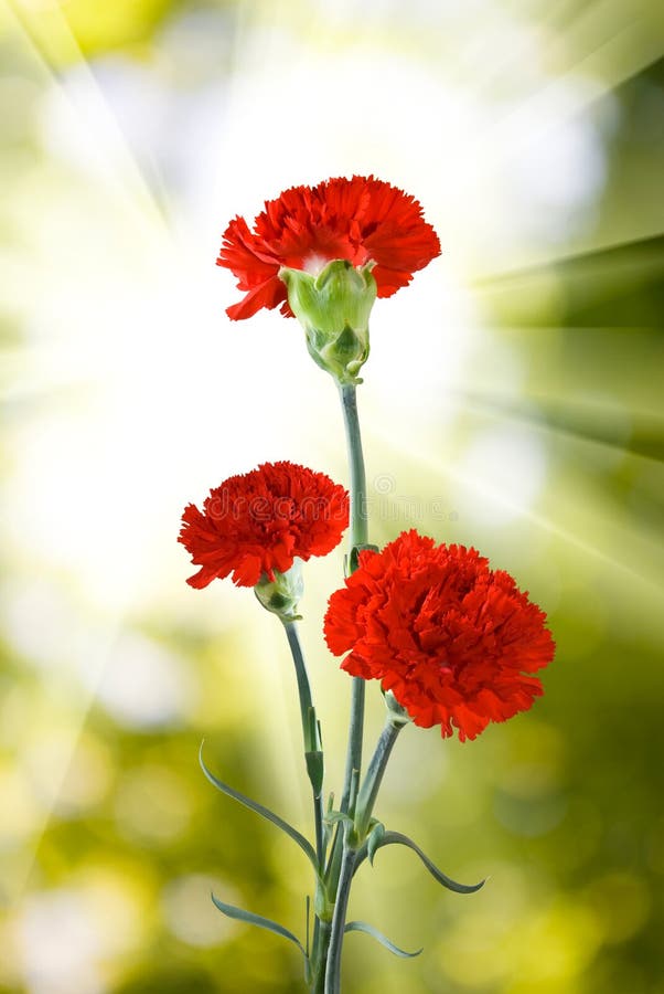 Three Red Carnations Tied with St. George Ribbon on Black Background ...