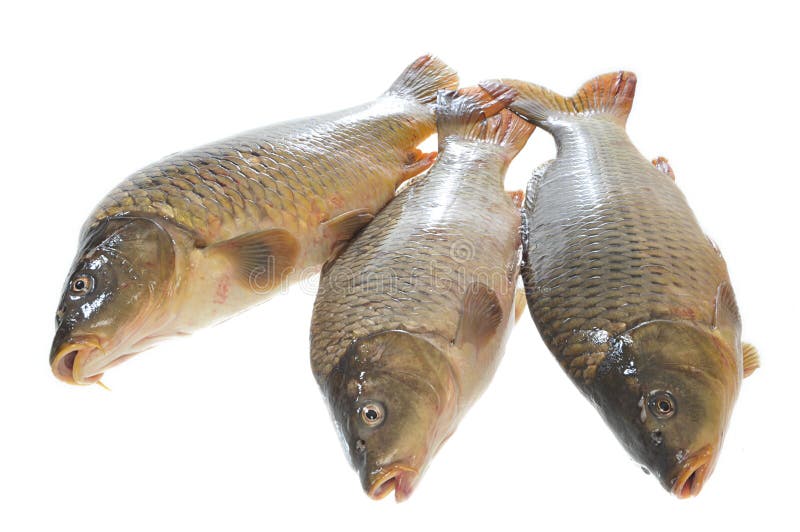 Three of Crucian Carp Fish Isolate Stock Image - Image of animal, fish ... Three of Crucian Carp Fish Isolate Stock Image - Image of animal, fish ...