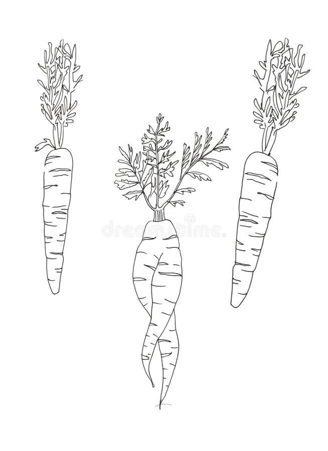 Three Carrots Isolated on a White Background Stock Illustration ...