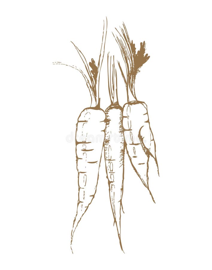 Three carrots stock vector. Illustration of eating, graphic - 69309614