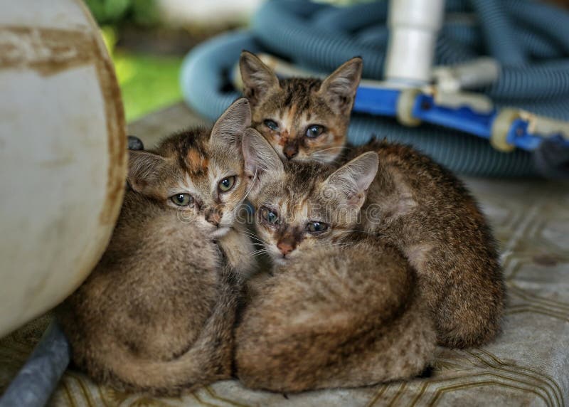 Three Cat Brothers Together Stock Image - Image of three, animal: 277653425