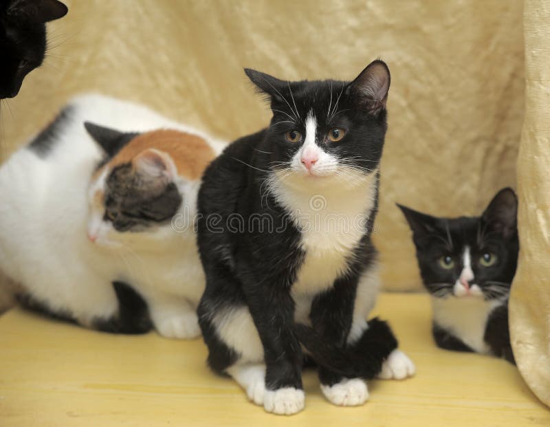 Three cat stock image. Image of cute, adorable, abandoned - 46118529