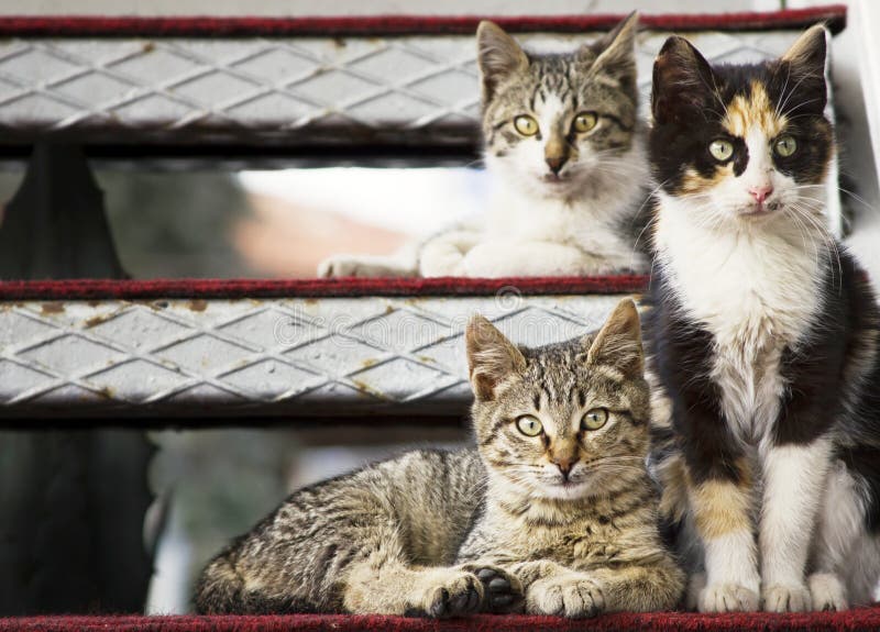 Three Cat stock image. Image of outdoor, monochrome, eyes - 48704619