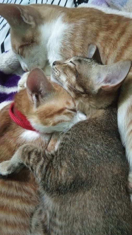 Three cat are slepping stock image. Image of sllepping - 274186273