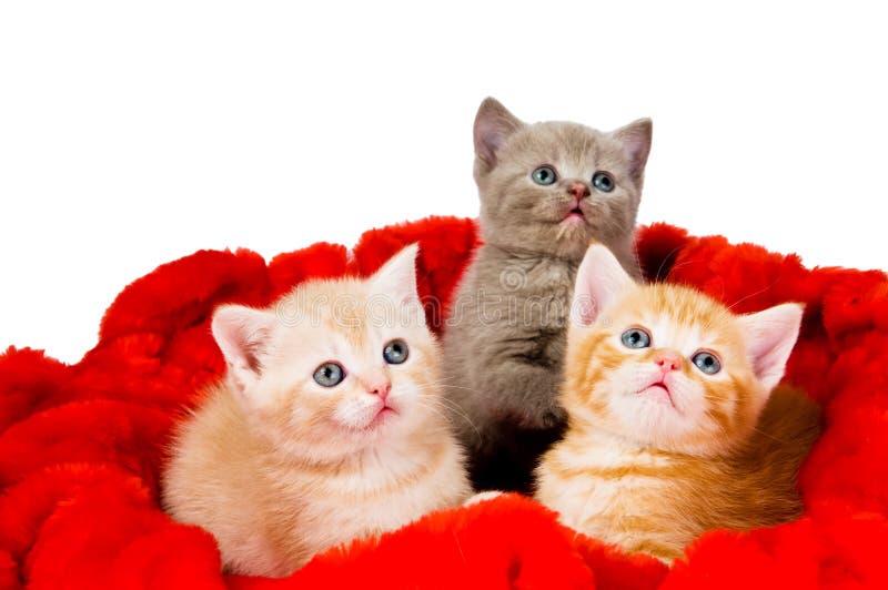 Three cat in velvet stock photo. Image of portrait, adorable - 17168280