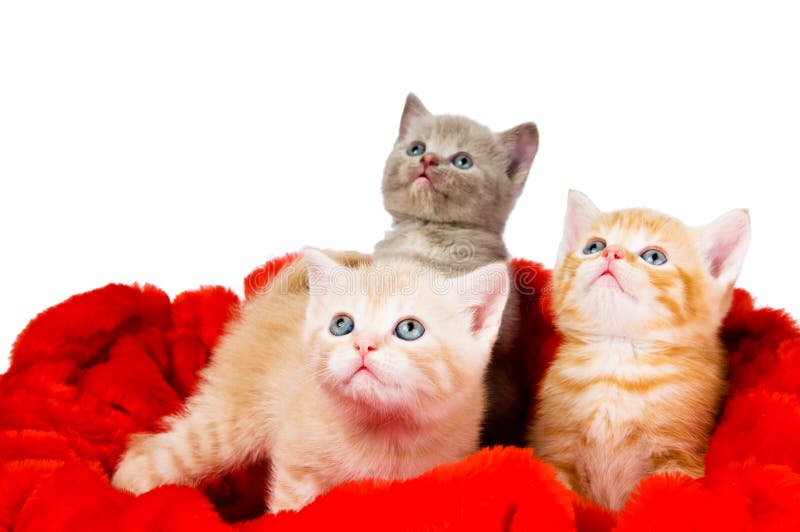 Three cat in velvet stock image. Image of kitten, breed - 17168329