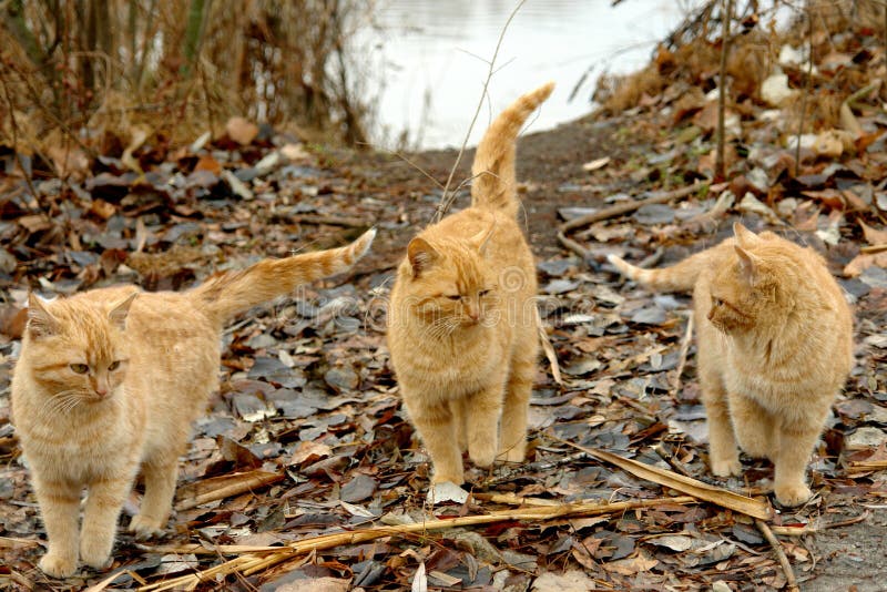 6,528 Three Cats Stock Photos - Free & Royalty-Free Stock Photos from ...